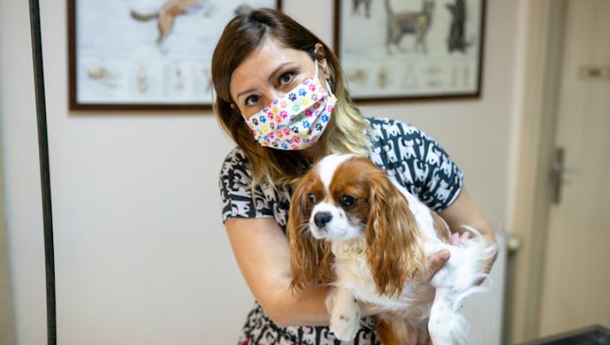 Overproduction of White Blood Cells in the Bone Marrow in Dogs ...
