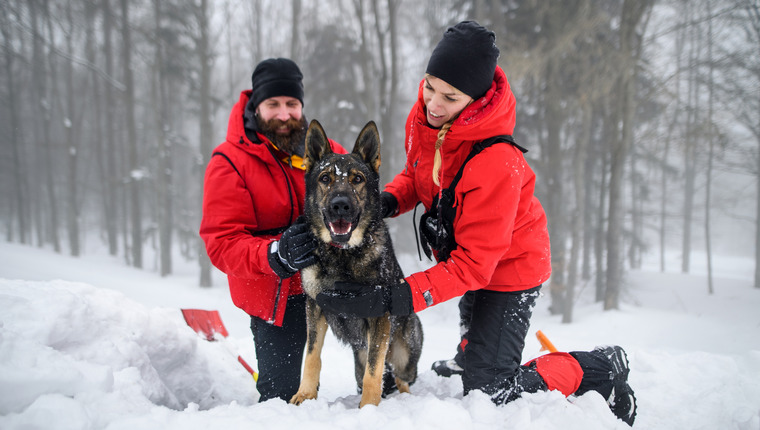 How Technology Helps Avalanche Dogs Do Their Jobs - DogTime