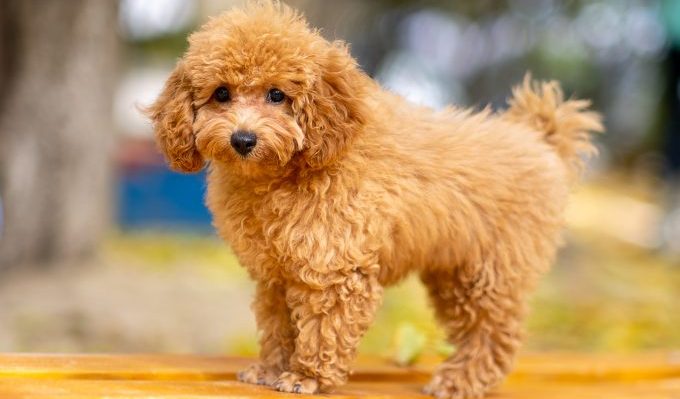 Maltipoo: Fun Facts About This Designer Dog Breed