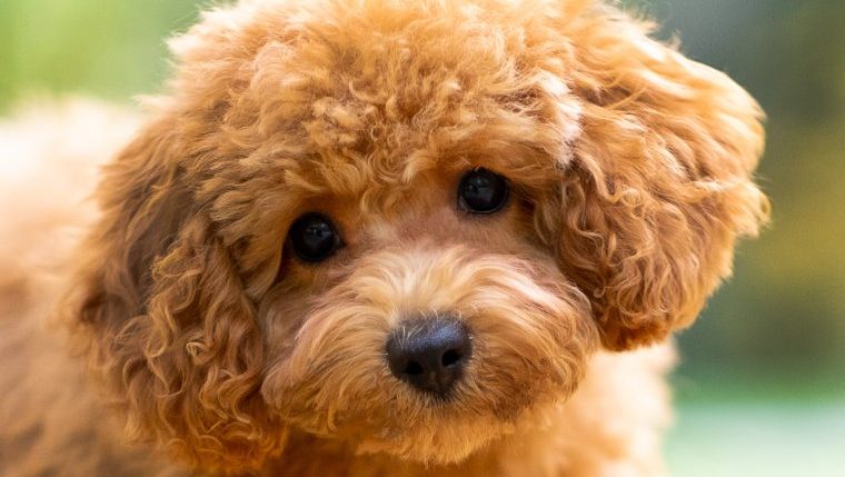 Maltipoo Dog Breed Information & Characteristics