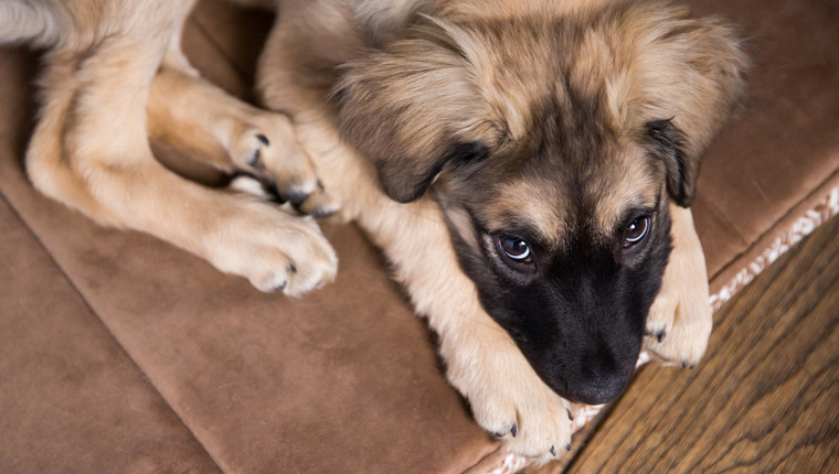 The Science Behind Those Puppy-Dog Eyes - DogTime
