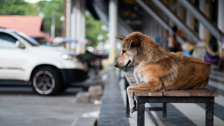 Texas Animal Advocate Uses TikTok to Help Dogs - DogTime