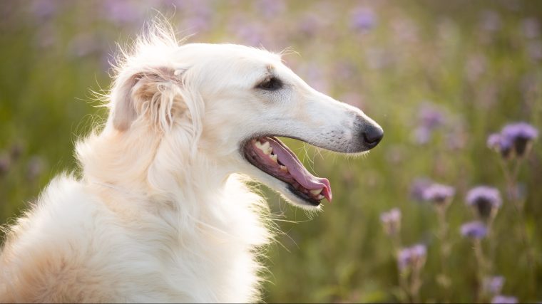 The Most Popular Long-nosed Dog Breeds to Enjoy