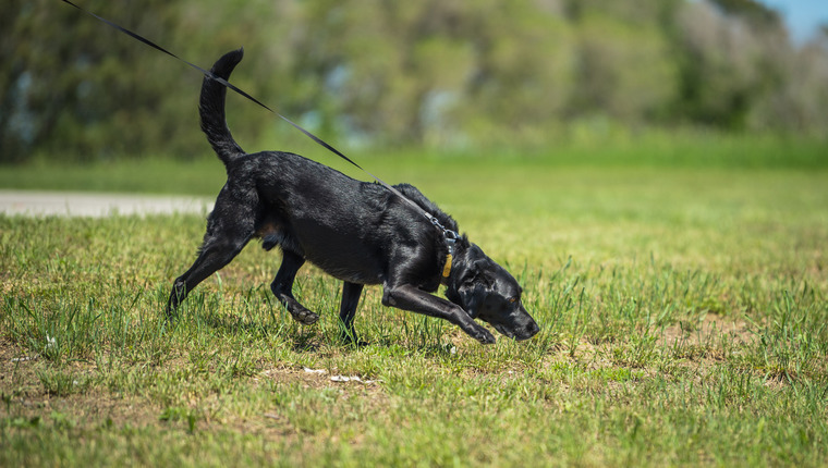 Sniffer Dogs Help Researchers Fight Invasive Flies - DogTime