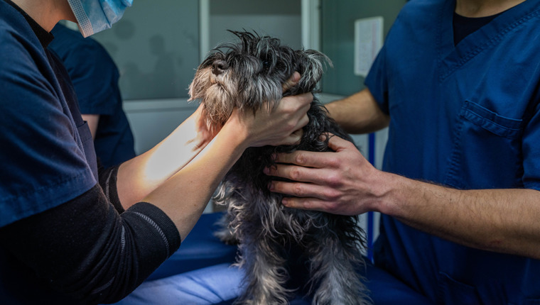 Florida Paramedic Group Hires Therapy Dogs for First Responders - DogTime