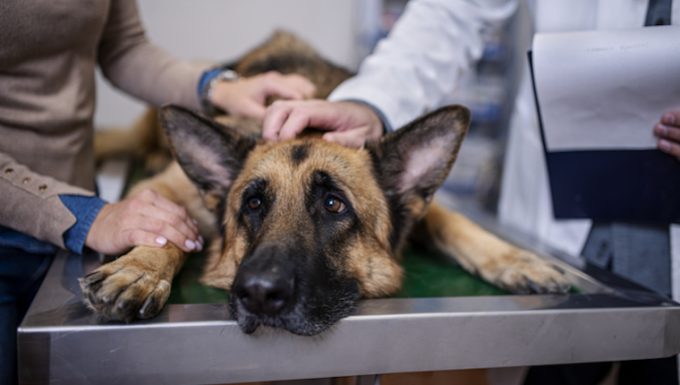 Pelger-Huët Anomaly in Dogs: Symptoms, Causes, & Treatments - DogTime