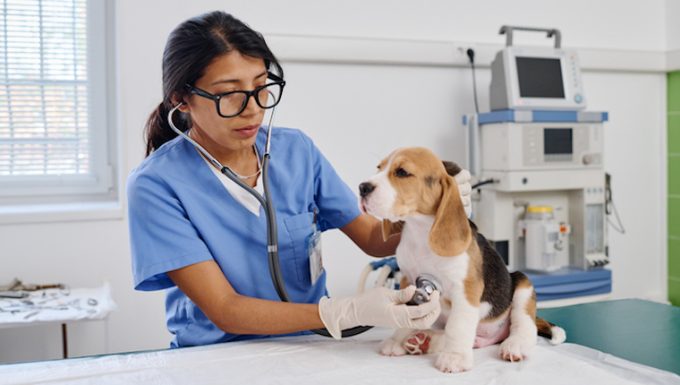 Perianal Adenomas in Dogs: Symptoms, Causes, & Treatments - DogTime