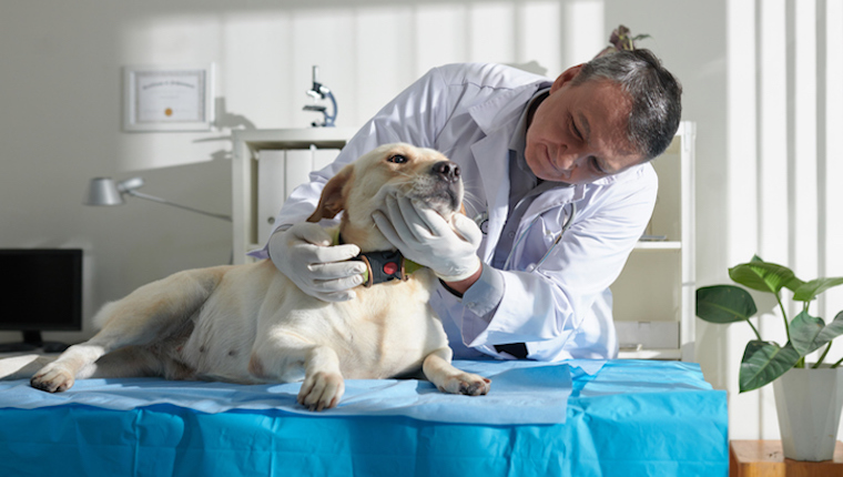 Paralysis of the Jaw in Dogs: Symptoms, Causes, & Treatments - DogTime