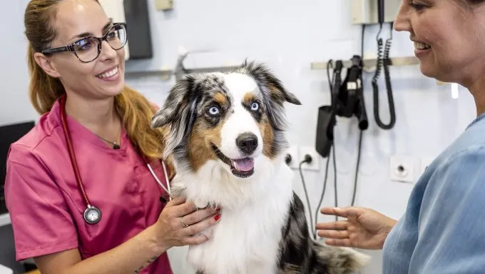 How To Get Free or Low-cost Vet Care For Your Dog - DogTime