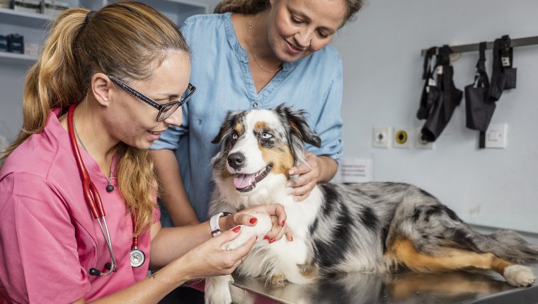 How To Get Free or Low-cost Vet Care For Your Dog - DogTime
