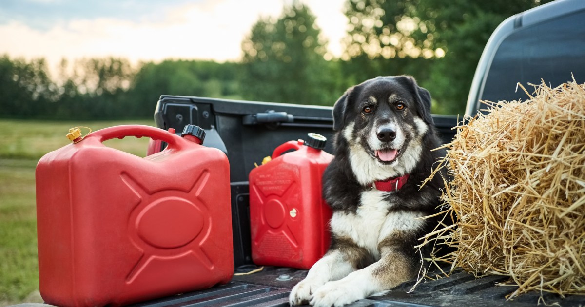 Poisoning by Petroleum Products in Dogs: Symptoms, Causes, & Treatments