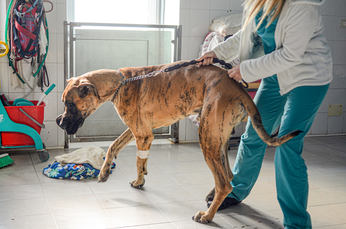 Panosteitis in Dogs: Symptoms, Causes, & Treatments - DogTime