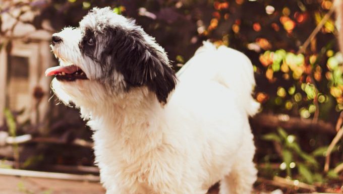Mini Sheepadoodle Looks Just Like Snoopy - DogTime