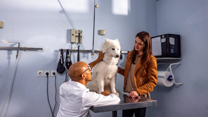 Panosteitis in Dogs: Symptoms, Causes, & Treatments - DogTime