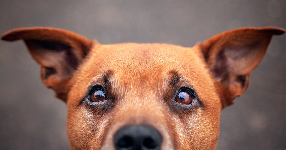 What Your Dog's Ear Position Means