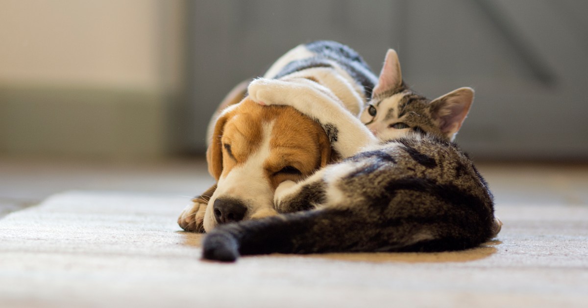 10 Best Dog Breeds for Your Cat