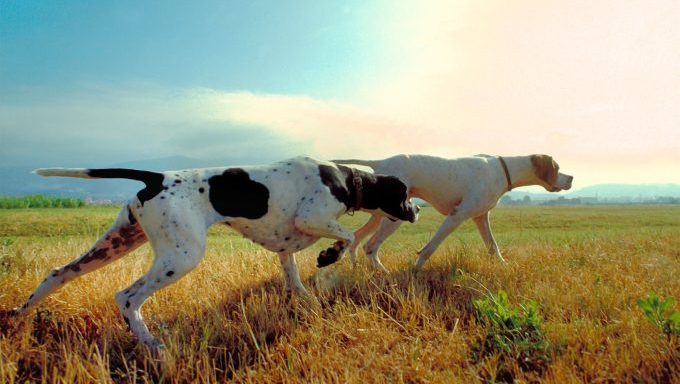 Idaho Dog Shot While Chasing Deer Dies - DogTime