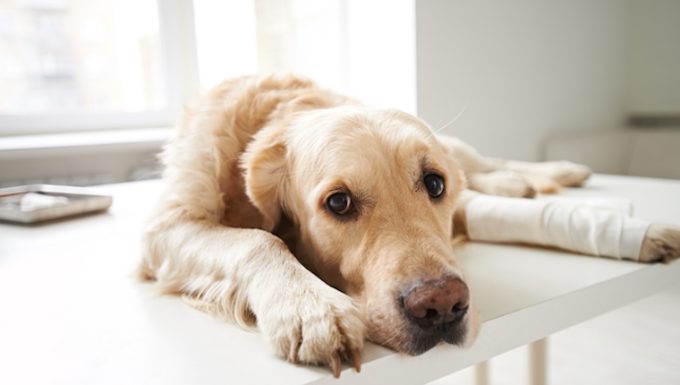 Pain (Acute, Chronic and Postoperative) in Dogs: Symptoms, Causes ...