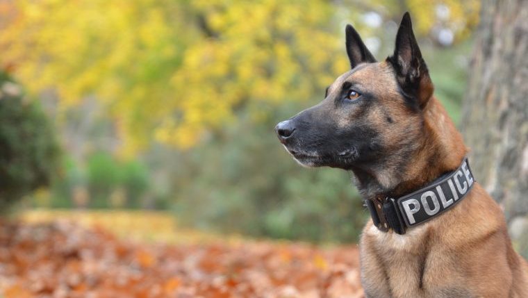 California Police Dog Shot While on Duty - Dogtime