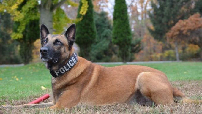 California Police Dog Shot While on Duty - Dogtime
