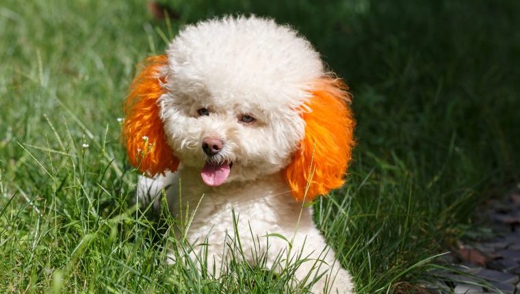 Reasons Why You Should Never Dye Your Dog - DogTime