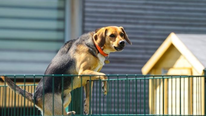 Escape Artist Dog Scales Pen at Daycare - DogTime