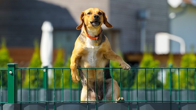 Escape Artist Dog Scales Pen at Daycare - DogTime