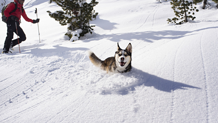 Man searching for dog after Colorado avalanche - DogTime