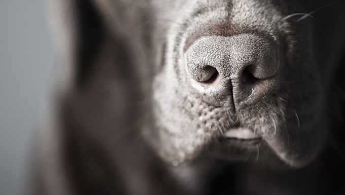 Nasal Polyps in Dogs: Symptoms, Causes, & Treatments - DogTime