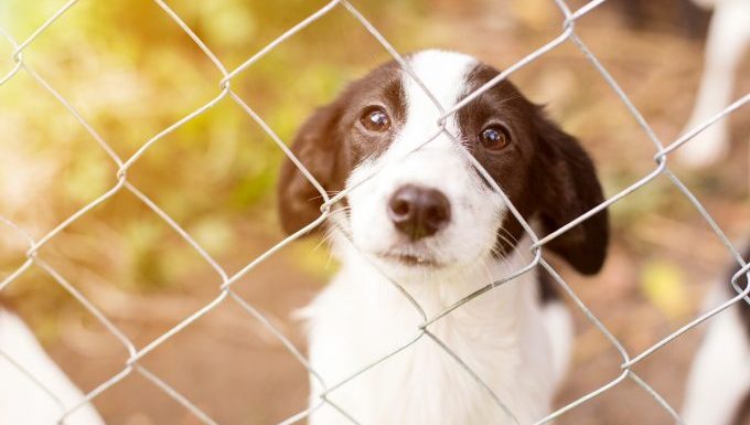 How To Best Surrender Your Dog: Considerations and Alternatives