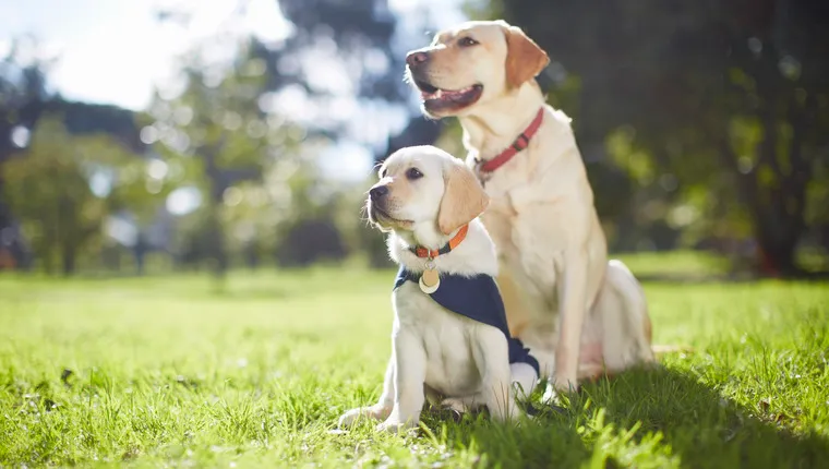 Puppy vs. Adult Dog: What Age Canine Should You Adopt? - DogTime