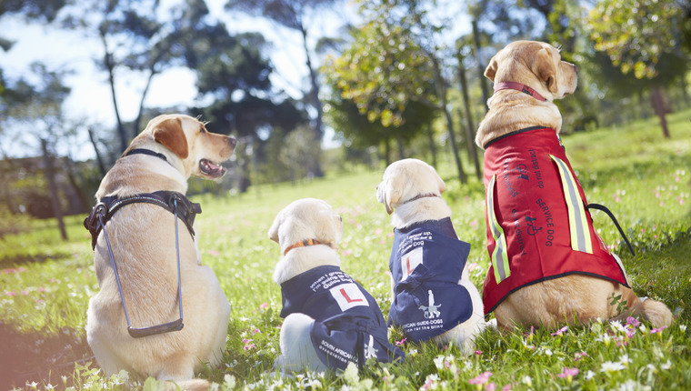 Bergin College: The Only School Dedicated to Service Dogs - DogTime