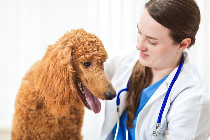 Glucagonoma in Dogs: Symptoms, Causes, & Treatments - DogTime