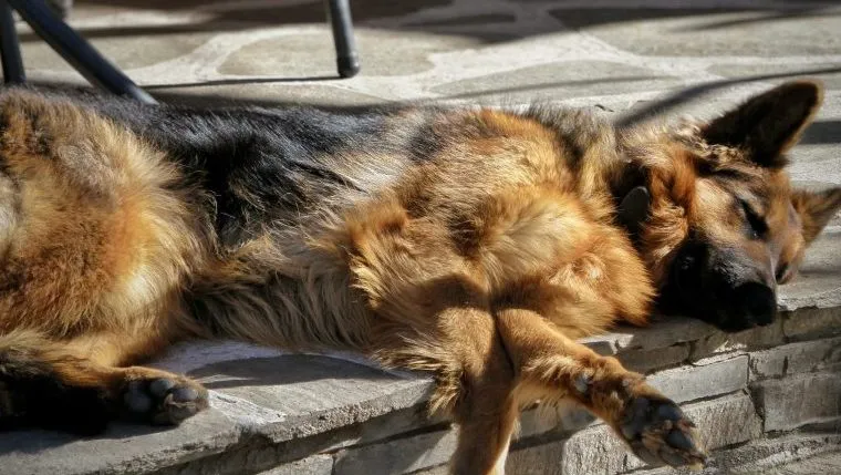 Humane Society Finds Decomposing Dog in Home - DogTime