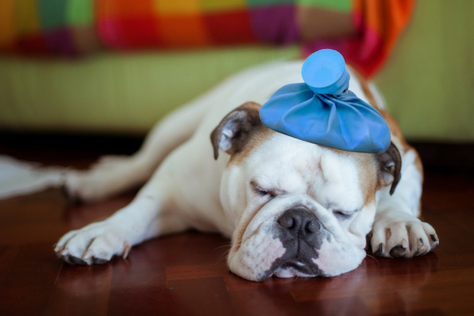 Pain (Acute, Chronic and Postoperative) in Dogs: Symptoms, Causes ...