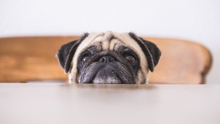 5 Effective Strategies to Deal With a Begging Dog - DogTime