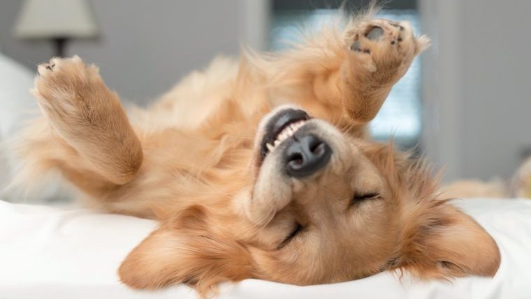 The 10 Most Obvious Signs Your Dog Is Happy - DogTime