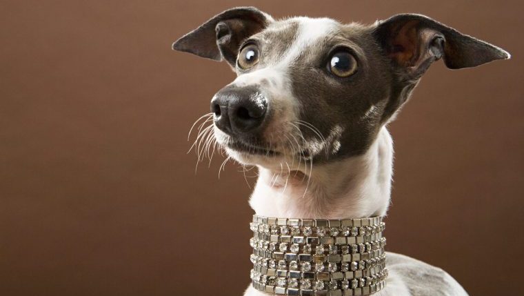 Top Dog Names Inspired by "Succession" - DogTime