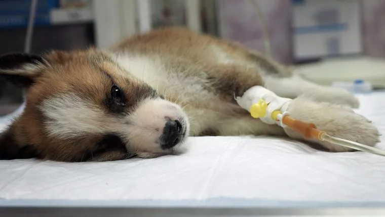 Drugged Dog Revived With Narcan After Overdose