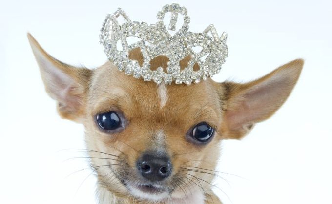 World’s Shortest Dog Is Pearl the Chihuahua - DogTime