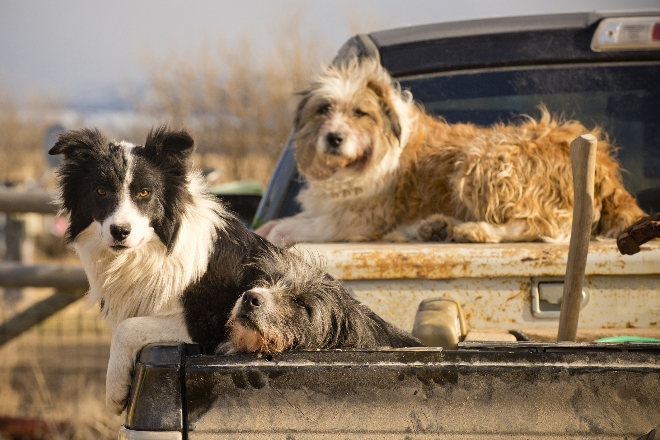 Top Myths About Livestock Guardian Dogs - DogTime