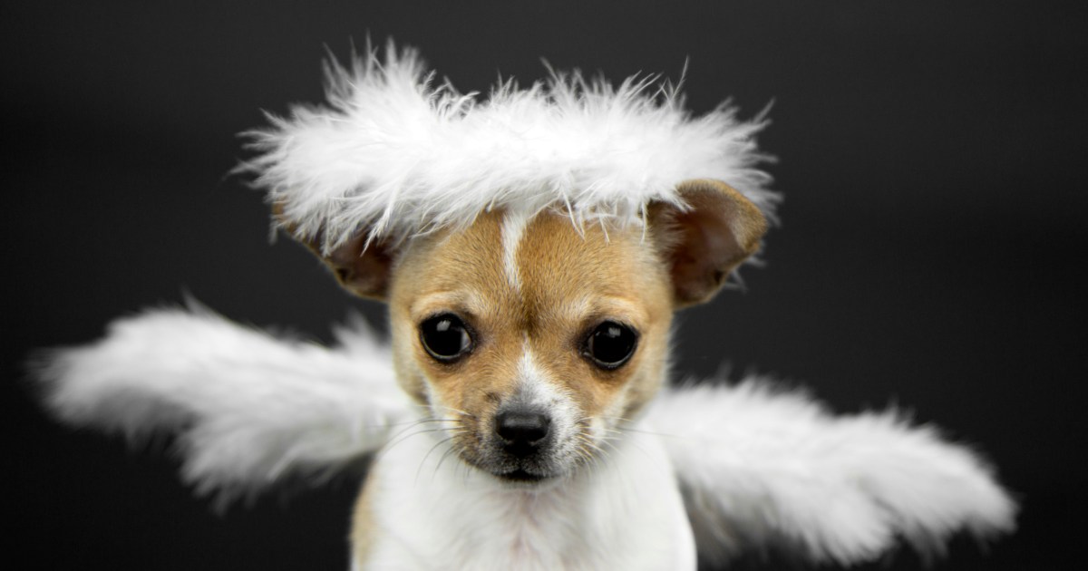 Divine Dog Names Inspired by Saints - DogTime