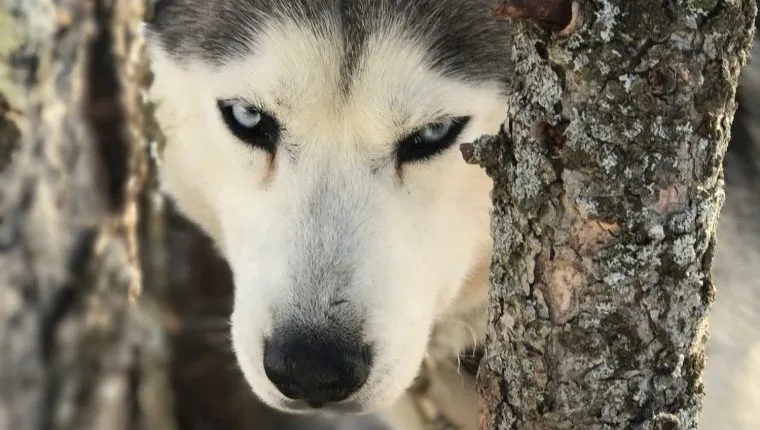 Dog Chasing Critter Gets Head Stuck in Tree - DogTime