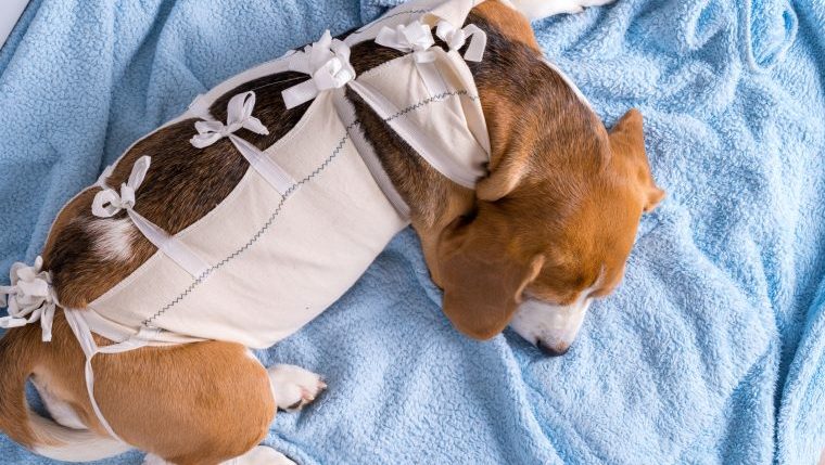 How Surgical Recovery Suits Help Dogs Heal