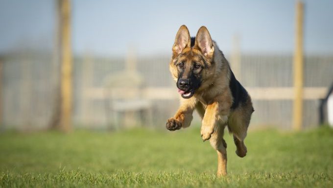 The Most Courageous Dog Breeds Make Fearless and Loyal Companions