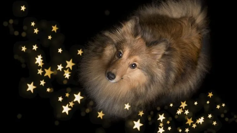 The Best Dog Names Inspired by Astrology - DogTime