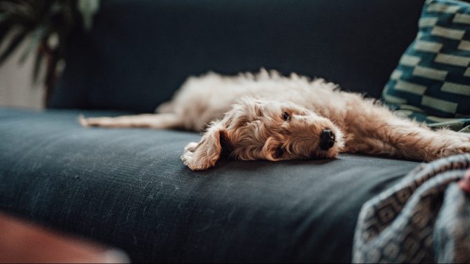 Best Tips for Dog-Friendly Interior Design