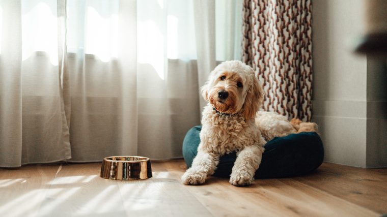 How To Create the Perfect Dog Room - DogTime