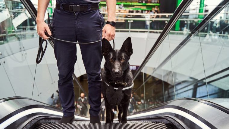 Video Shows Bomb-Sniffing Dog Mishandled at Airport - DogTime