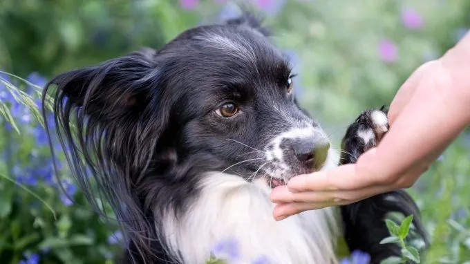 Dog Breeds With Low Prey Drive - DogTime